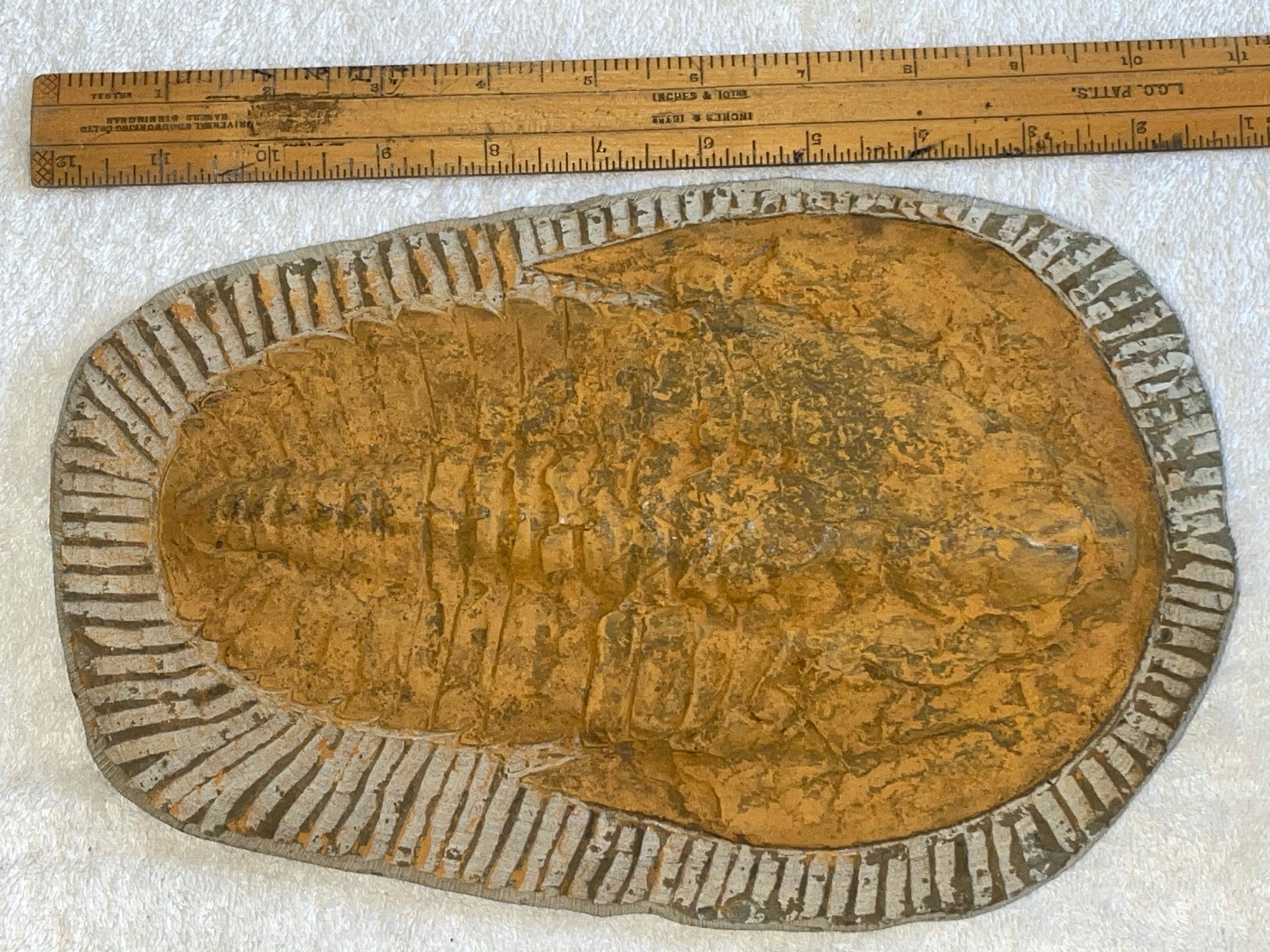 Giant Trilobite - Size Large | Creation Research UK